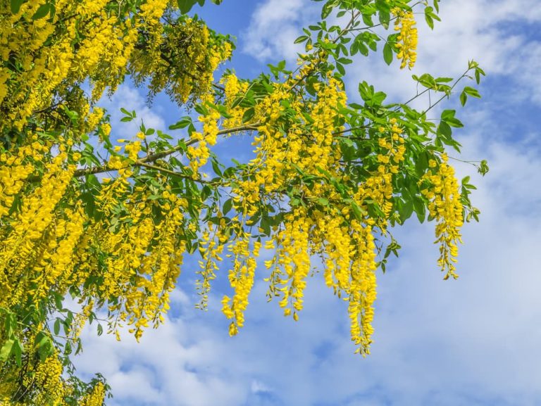 Grow A Laburnum Tree For An Incredible Display Of Cascading Yellow ...