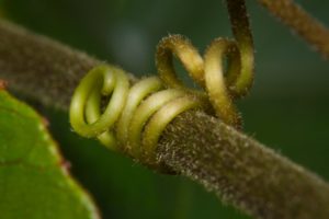 8 Ideas From Horticulturists To Support Climbing Plants As They Grow ...