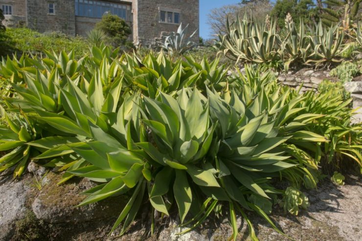 Here's How To Grow Amazing Agave As Houseplants (Or Even Outdoors For ...