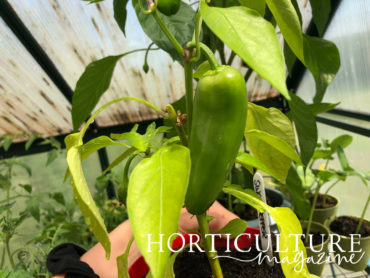 Tips For Growing Chillies In Containers | Horticulture.co.uk