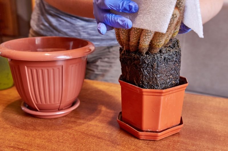 Cactus Mix: Making Potting Soil For Cacti | Horticulture.co.uk