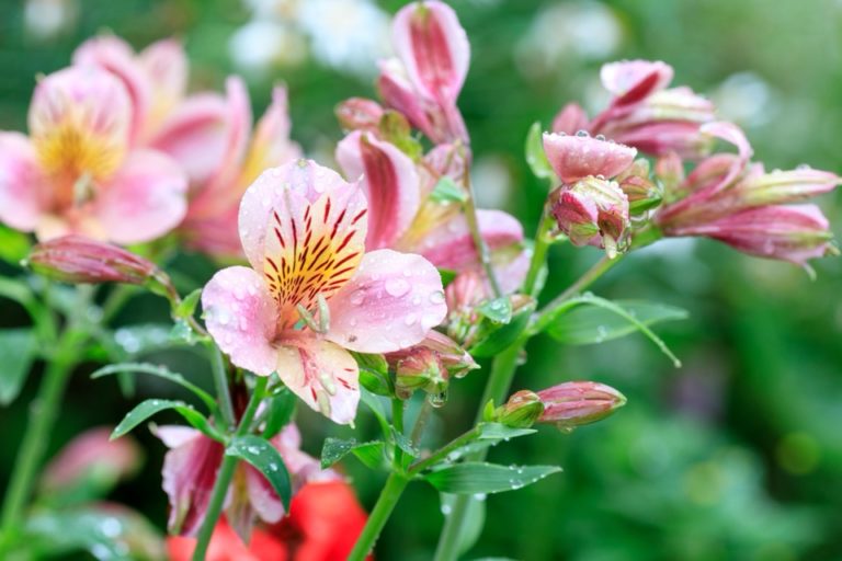 Solutions To 4 Common Alstroemeria Problems, From Master ...