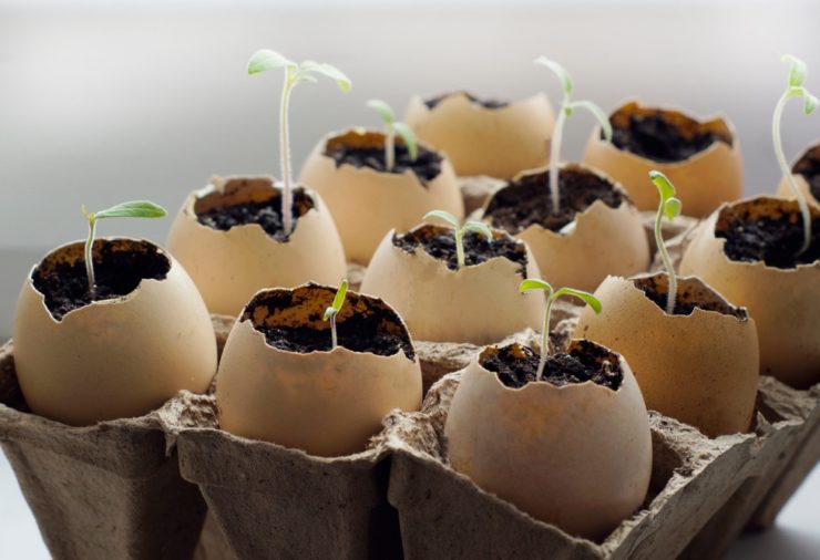 9 Ways To Use Eggshells In The Garden | Horticulture.co.uk