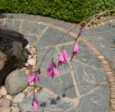 How To Grow Dierama From Seed In 5 Steps | Horticulture