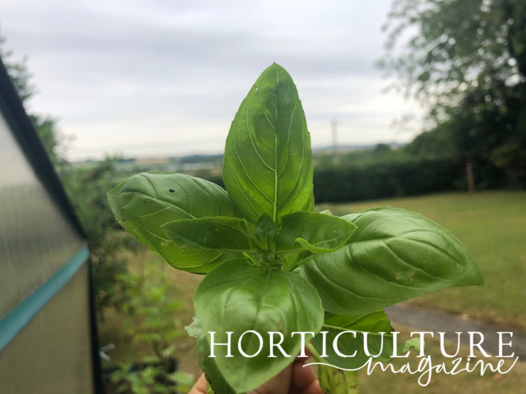 Harvesting Basil: 'Leave At Least Two Sets Of Leaves Behind Per Stem ...