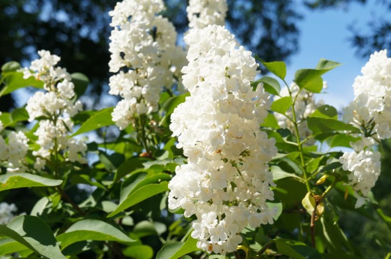 Common Syringa Types And Where To Grow Them, With David Gressley (Lilac ...