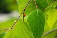 Birch Tree Care & Growing Tips | Horticulture.co.uk