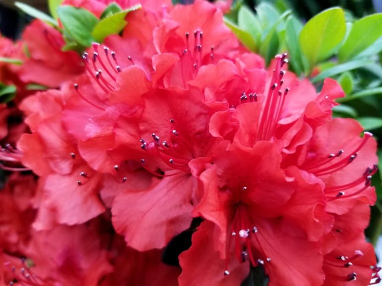 Azalea Japonica - How To Grow This Compact Shrub (Plus Some Interesting ...