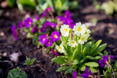 How To Plant And Grow Primroses: 'Great For Pots And Can Be Placed In ...