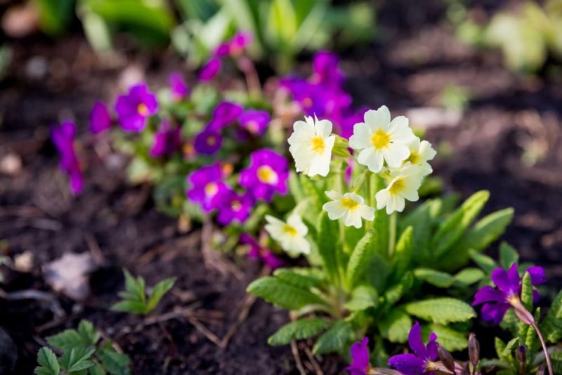 How To Plant And Grow Primroses: 'Great For Pots And Can Be Placed In ...
