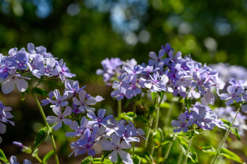20 Phlox Varieties With Dainty Flowers: Each Of These Is An RHS AGM ...