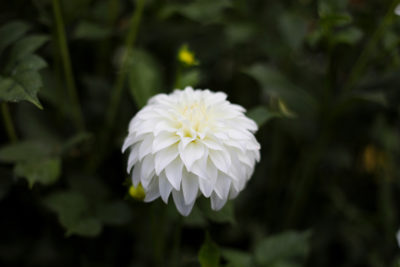 11 White Dahlia Varieties | Horticulture Magazine