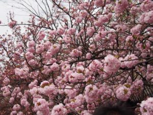 How To Grow A Cherry ‘Sakura’ Tree For Stunning Early Spring Blossom ...
