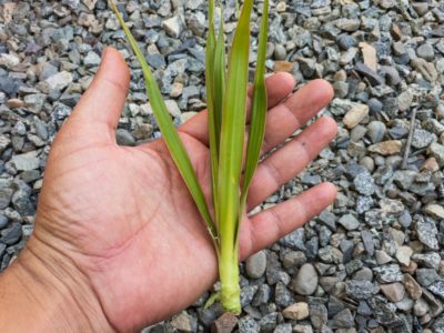 Dragon Tree Houseplant Care - This Is How You Should Water, Repot And ...