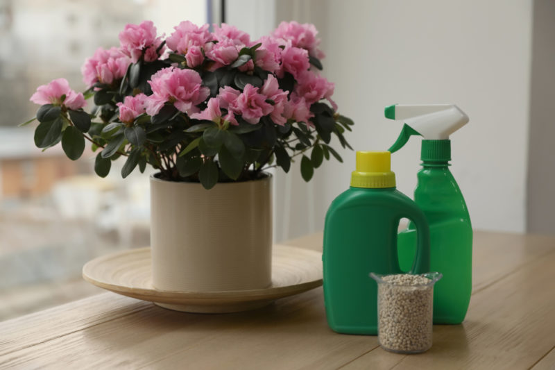 Azaleas Make Excellent Container Plants - Just Be Sure To Get These ...