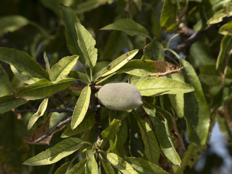 These Noteworthy Almond Tree Types Produce Lovely Blossom And A Robust ...