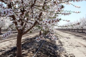 Almond Trees Can Be Tricky To Grow - Here Are Some Important Guidelines ...