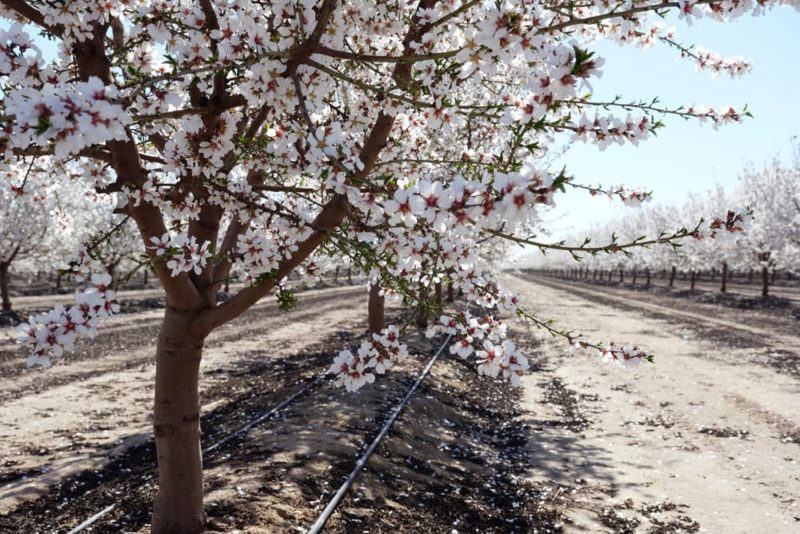 Almond Trees Can Be Tricky To Grow - Here Are Some Important Guidelines ...
