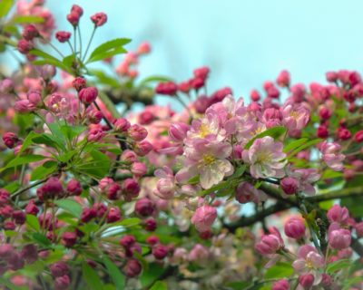 Crab Apple Trees Work In Most Gardens - Horticulturists Share Their ...