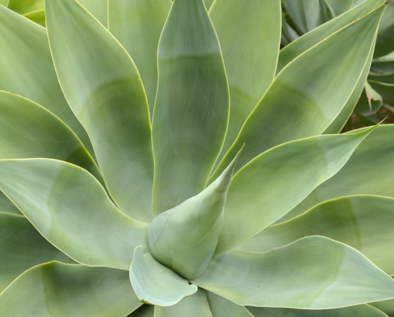 Here's How To Grow Amazing Agave As Houseplants (Or Even Outdoors For ...
