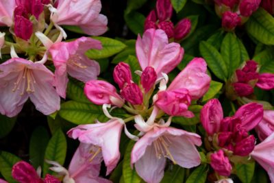 Lime Can Be Used To Reduce Soil Acidity, But How And When Should It Be ...