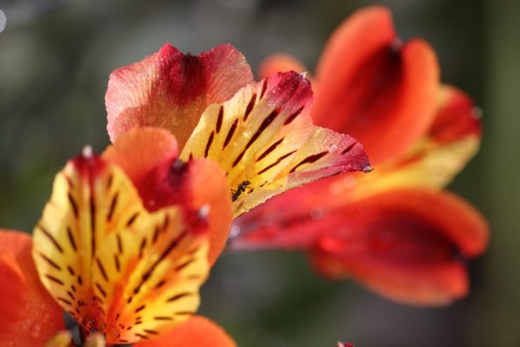 20 Best Alstroemeria Varieties To Grow | Horticulture.co.uk