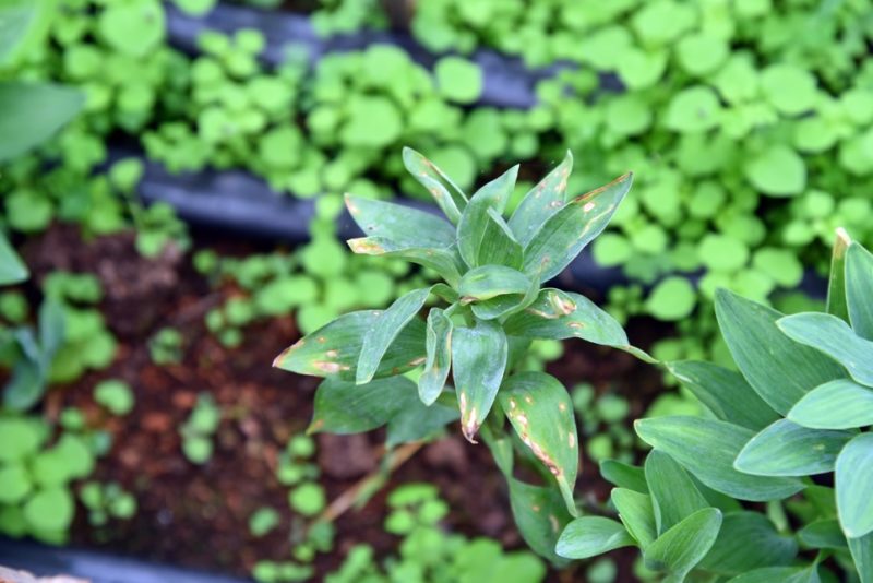 Solutions To 4 Common Alstroemeria Problems, From Master ...