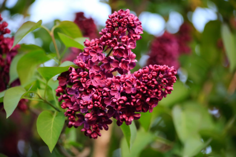 How To Grow Lilac In Containers | Horticulture.co.uk