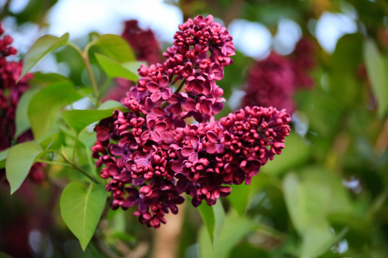 These Are The Lilacs Recommended For Containers By Master ...