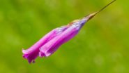How To Grow Dierama From Seed In 5 Steps | Horticulture