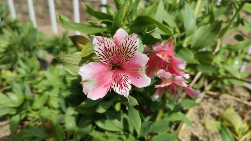 This Is How Experts Grow Alstroemeria - The Perfect Statement Plant For ...