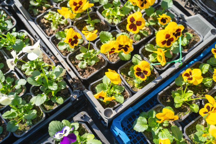 It's Easy To Grow Pansies From Seed Or Plug Plants - They're Great For ...
