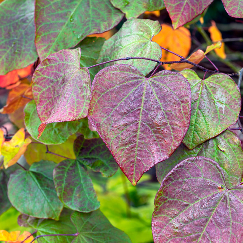 50 Plants With Variegated Foliage | Horticulture.co.uk