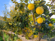 How To Grow A Quince Fruit Tree | Horticulture Magazine