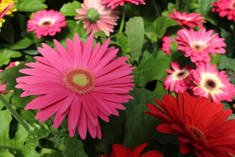 These 10 Beautiful Gerbera Varieties Are Uniform And 'Reliable ...