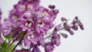 20 Delphinium Varieties To Grow | Horticulture.co.uk