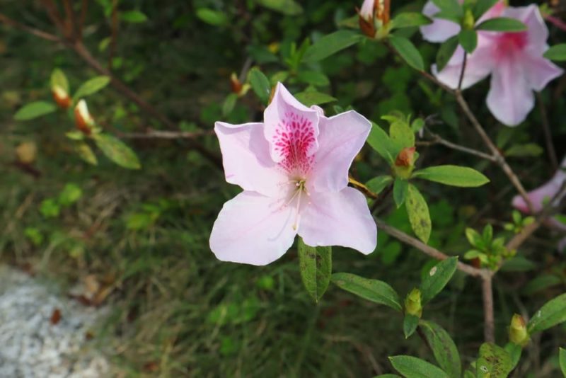 Azalea vs Rhododendron - The Difference Between Them Explained By ...
