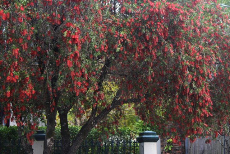 9 Varieties From The Diverse Callistemon Genus You Should Consider ...