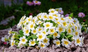 18 Primrose Varieties For An English Garden | Horticulture