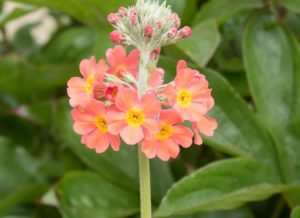 How To Plant And Grow Primroses: 'Great For Pots And Can Be Placed In ...