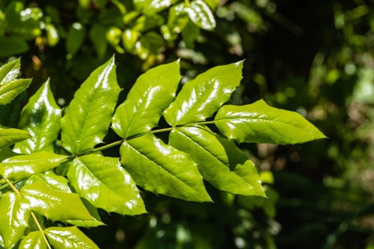 Horticulturists Share How To Prune Mahonia For Open Form, Bushiness Or ...