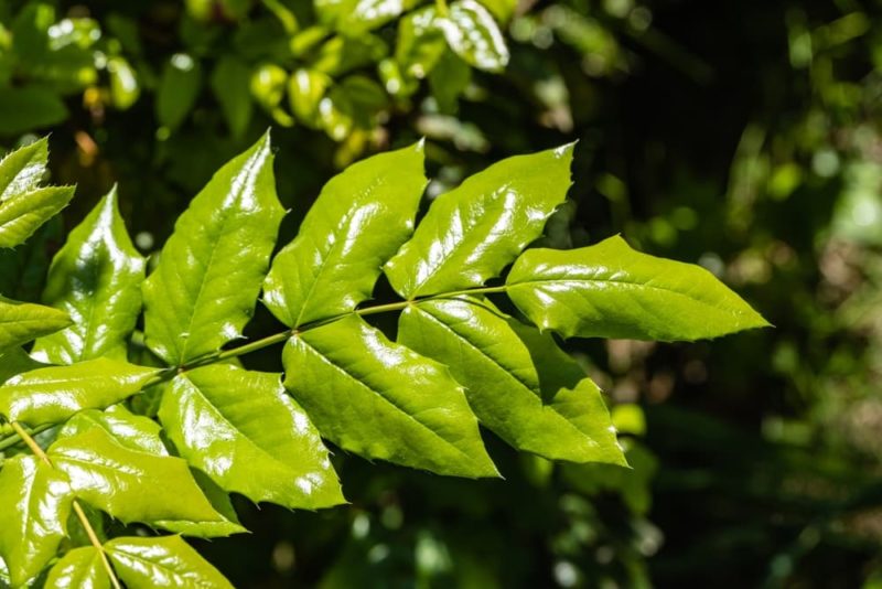 Horticulturists Share How To Prune Mahonia For Open Form, Bushiness Or ...