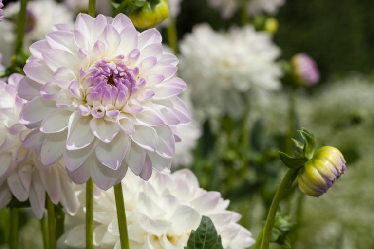 11 White Dahlia Varieties | Horticulture Magazine