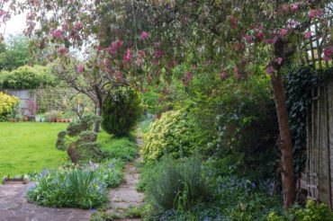 How To Grow A Cherry ‘Sakura’ Tree For Stunning Early Spring Blossom ...