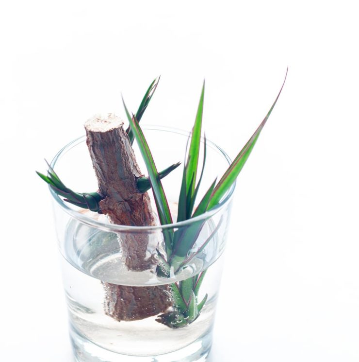 Dragon Tree Houseplant Care - This Is How You Should Water, Repot And ...