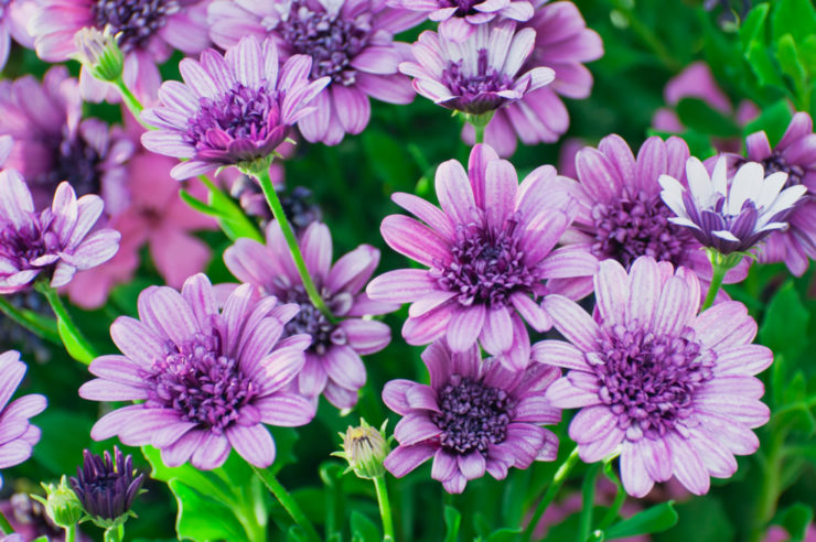16 Osteospermum Varieties To Grow | Horticulture.co.uk