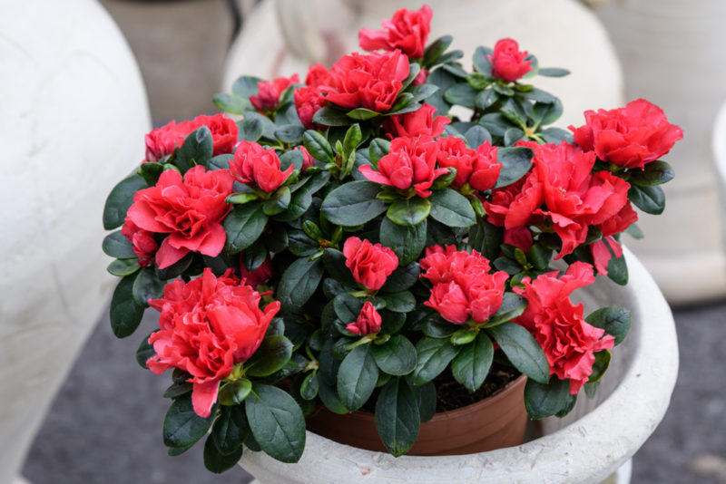 Azaleas Make Excellent Container Plants - Just Be Sure To Get These ...