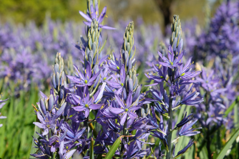 20 Bulbs With Beautiful Blue Flowers | Horticulture.co.uk