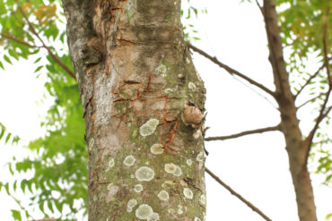 How To Identify & Deal With Ash Dieback | Horticulture.co.uk