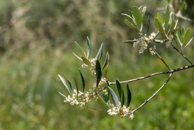 How To Plant And Grow An Olive Tree, In Collaboration With Paul And ...